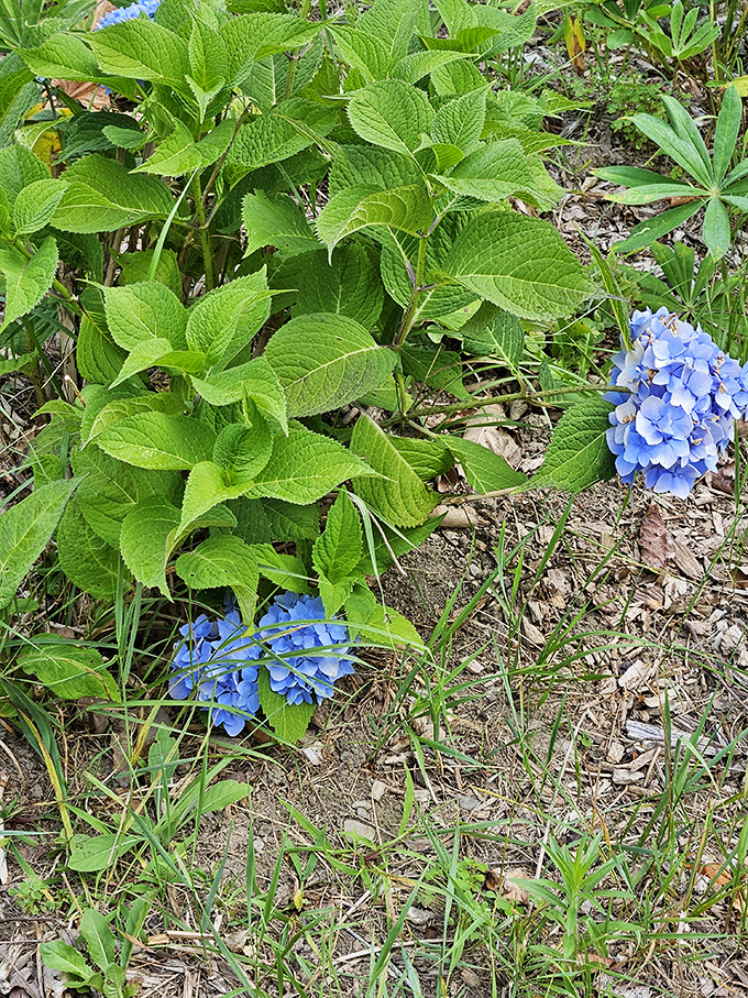 These blue hydrangeas look like they're having a better hair day than most of us ever will &ndash; nature's perfect pom-poms catching the dappled light.