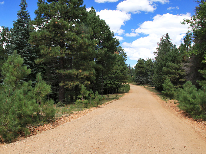 The forest road meanders through dense ponderosa pine stands, offering cool respite from Arizona's desert heat just hours away.