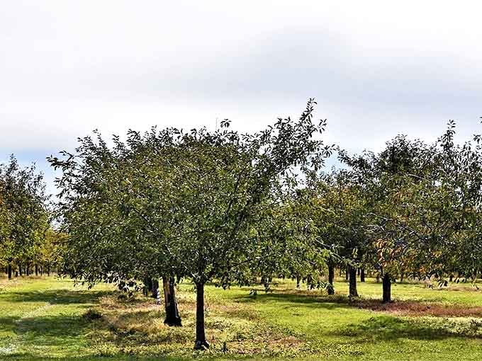 Neat rows of apple trees stretch toward the horizon &ndash; nature's version of social distancing before it was trendy.