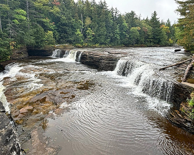 Lower Tahquamenon Falls splits around a central island, creating a series of smaller cascades that dance through the forest like nature's own choreography.