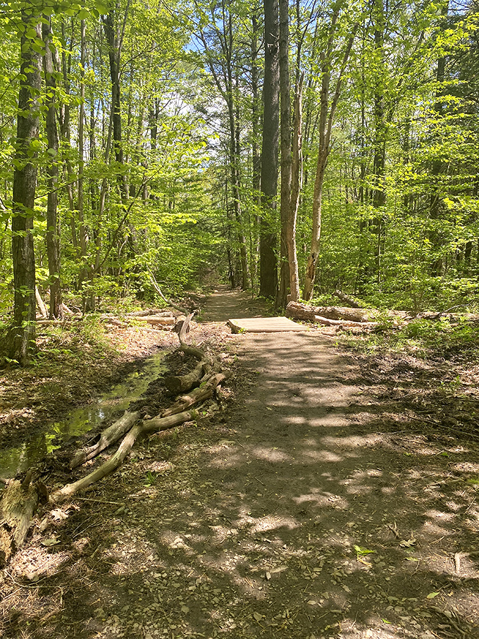 Dappled sunlight illuminates a forest path, creating a natural spotlight on the trail ahead.