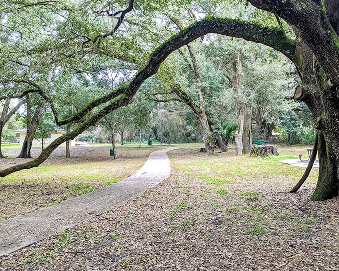 Oak sentinels stand guard over this peaceful path, their sprawling branches offering shade and serenity to weary travelers.