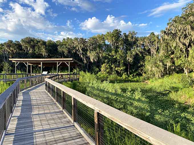 This boardwalk leads you straight into the heart of the wetlands, where every step reveals another reason to love Florida.