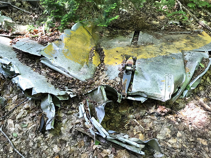 Twisted metal panels, once part of a mighty bomber, now serve as canvas for nature's slow reclamation project.