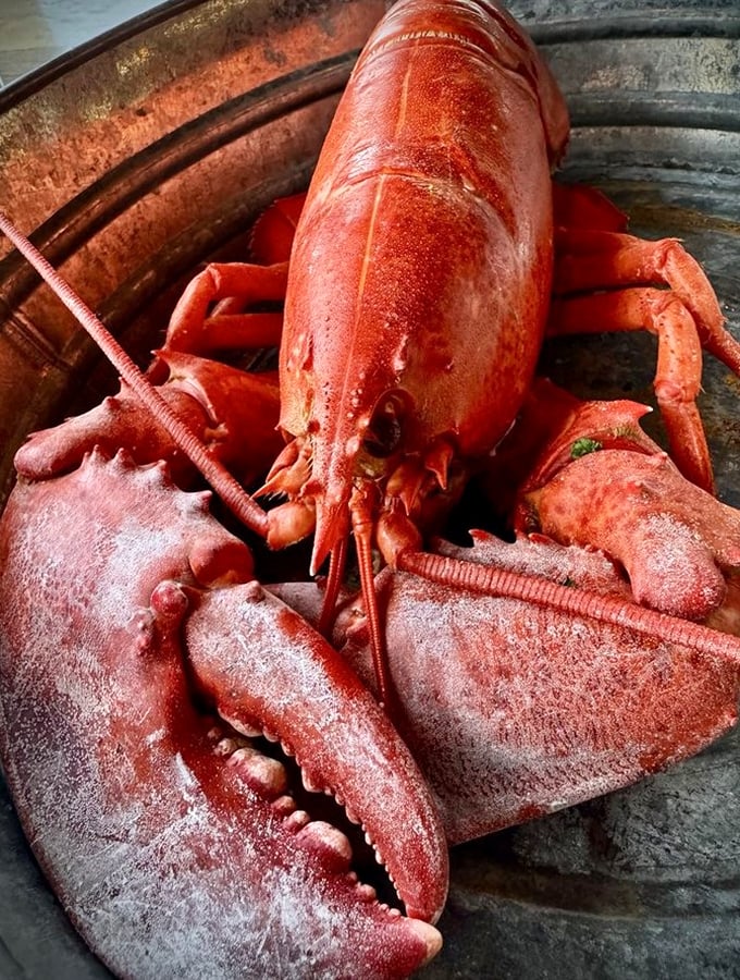 Maine's crimson celebrity &ndash; a perfectly steamed lobster waiting to surrender its sweet meat to butter-dipping enthusiasts.