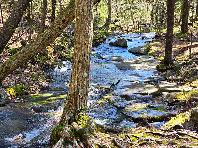 Woodland symphony: Crystal clear waters dance over ancient stones, creating nature's perfect soundtrack.