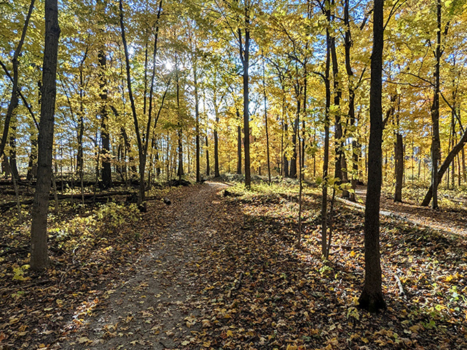 Sunlight filters through autumn-kissed trees, creating a cathedral-like atmosphere along the trail. These woods have witnessed centuries of seasons come and go.