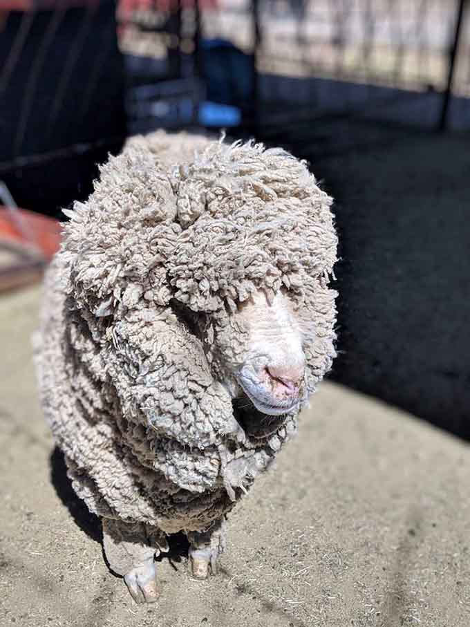 This fluffy sheep looks like it just stuck its hoof in an electrical socket and is surprisingly okay with it.
