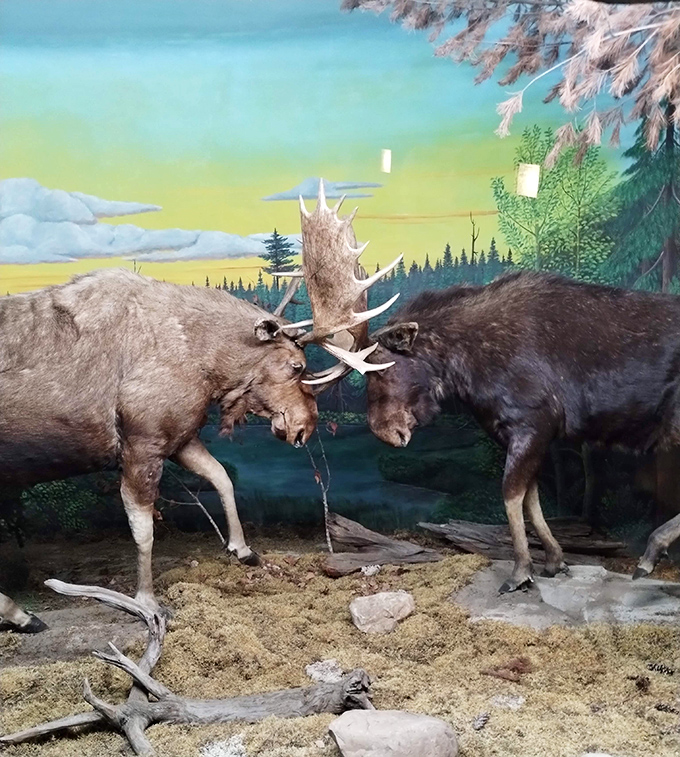 Two magnificent moose locked in a silent standoff &ndash; nature's gentle giants showing why dating disputes in the animal kingdom require serious headgear.