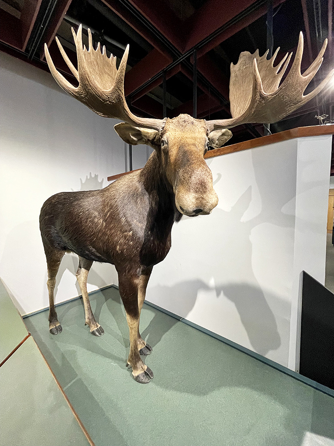 This magnificent moose might not be saying much these days, but his impressive stature speaks volumes about Vermont's majestic wildlife.