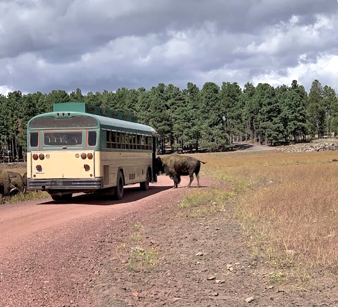 The converted school bus tour offers wildlife viewing without the driving &ndash; perfect for those who prefer to leave the navigation to the experts.
