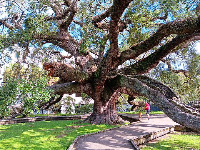 Branches thick as normal trees stretch in impossible directions, defying gravity and showcasing 250 years of determined growth.