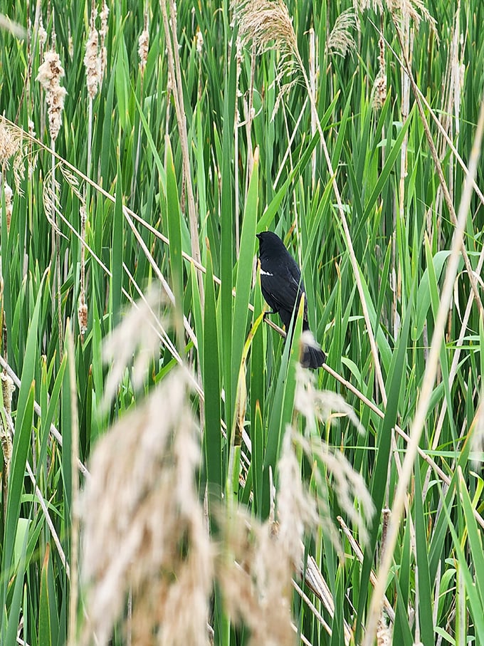 "I've got opinions about these reeds," says this red-winged blackbird, Vermont's feistiest wetland critic and self-appointed marsh guardian.
