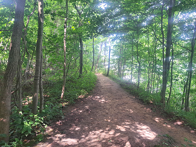 The trail winds through ancient trees, offering a dirt path that feels like nature's red carpet into the heart of the forest.