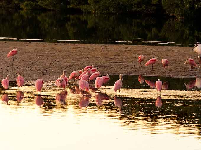 When the spoonbills gather, it's like nature's version of a pink party, and everyone's invited to watch.