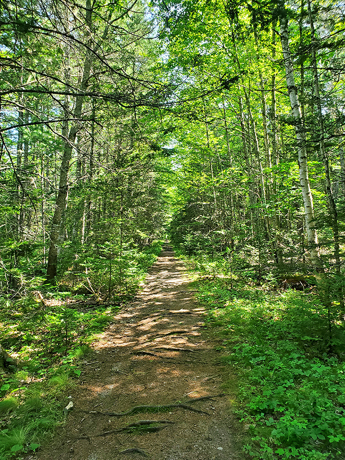Nature's cathedral: Sunlight filters through the dense canopy, creating a dappled pathway that beckons hikers deeper into the forest.