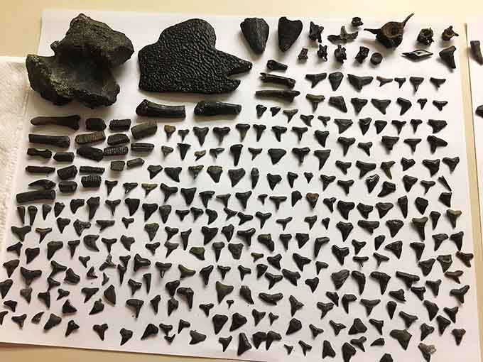 A successful day's haul of fossilized shark teeth, each one a genuine relic from Florida's ancient underwater world.