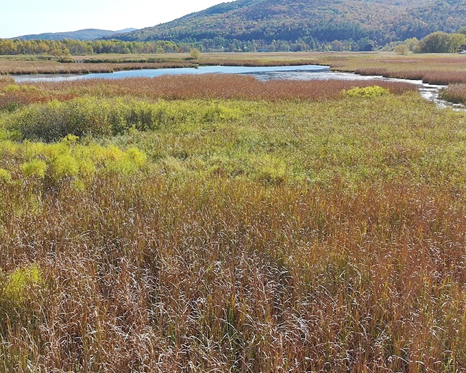 The marsh's golden tapestry unfolds like nature's quilt, stitched with water and sunlight.