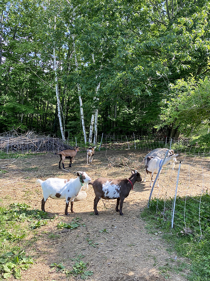 The goat gang enjoying their spacious enclosure, a perfect balance of freedom and safety for these charismatic farm residents.