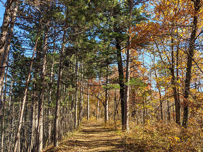 Sunlight filters through autumn leaves, creating nature's stained glass effect on this forest trail that practically begs for exploration.
