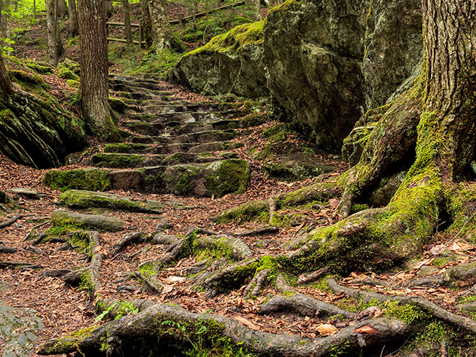 Moss-covered stone steps invite exploration, like nature's own stairway to a woodland fantasy.