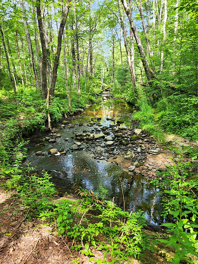 A gentle stream meanders through the verdant forest, its crystal-clear waters reflecting the surrounding wilderness in perfect miniature.