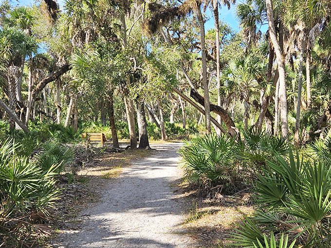 Nature's hallway: palm fronds and oak branches create a tunnel of green along this sandy trail through Florida's diverse ecosystem.