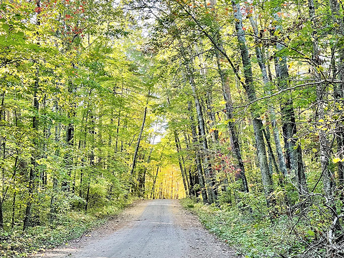 Sunlight plays hide-and-seek along this winding trail, dappling the path with golden spotlights between towering sentinels.