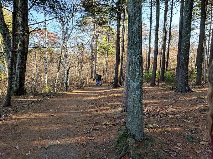 Nature's cathedral: Towering pines create a peaceful corridor along one of the island's many serene walking paths.
