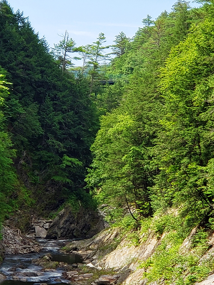 Emerald sentinels stand guard along the gorge, their verdant canopy creating a natural cathedral above the rushing waters below.