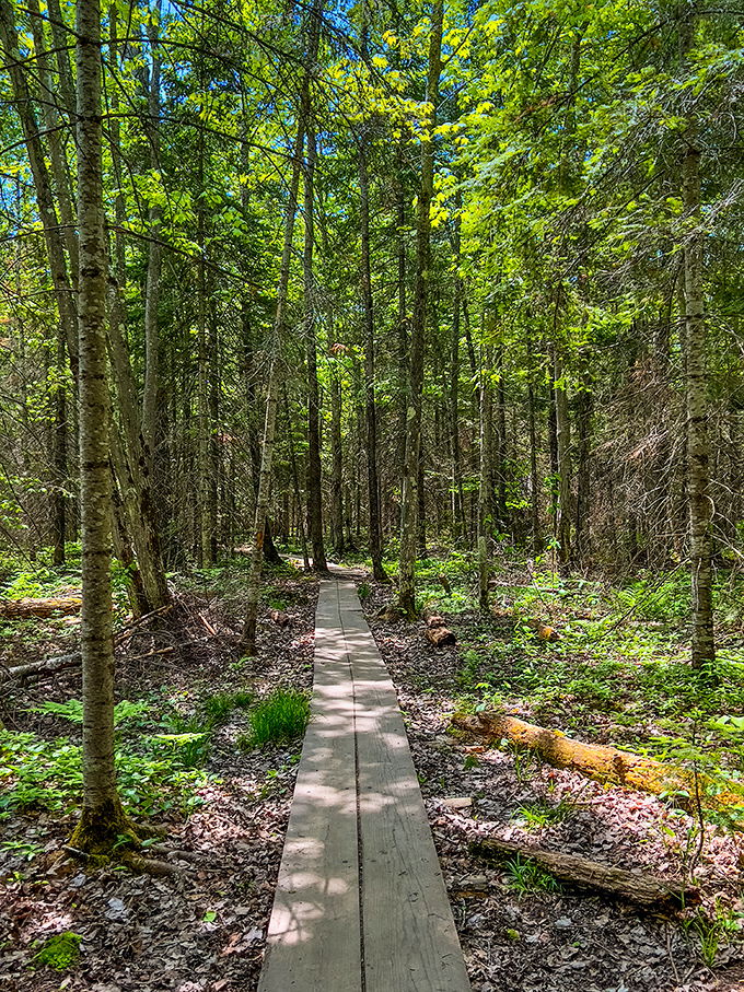 A wooden boardwalk invites you deeper into the forest, promising discoveries with every step forward.