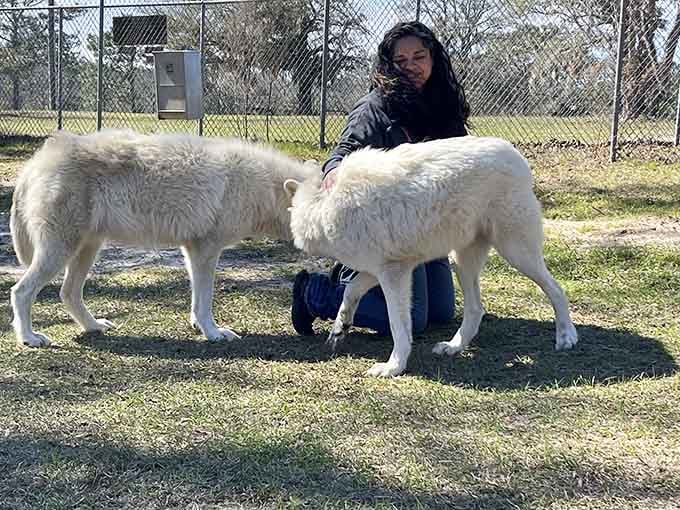 These Arctic beauties prove that wolves come in designer colors, and yes, they're absolutely as soft as they look in your daydreams.