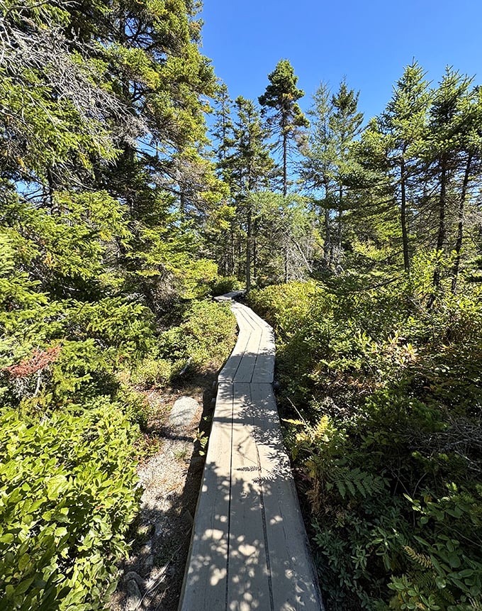 Towering sentinels of green create nature's cathedral, offering blessed shade and that distinctive Maine forest fragrance.
