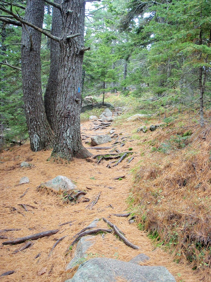 Flying Mountain Trail winds through a cathedral of pines, where sunlight filters through branches creating a magical woodland atmosphere. 