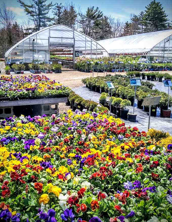 This garden center overflows with colorful possibilities, including those beloved lupine beauties.