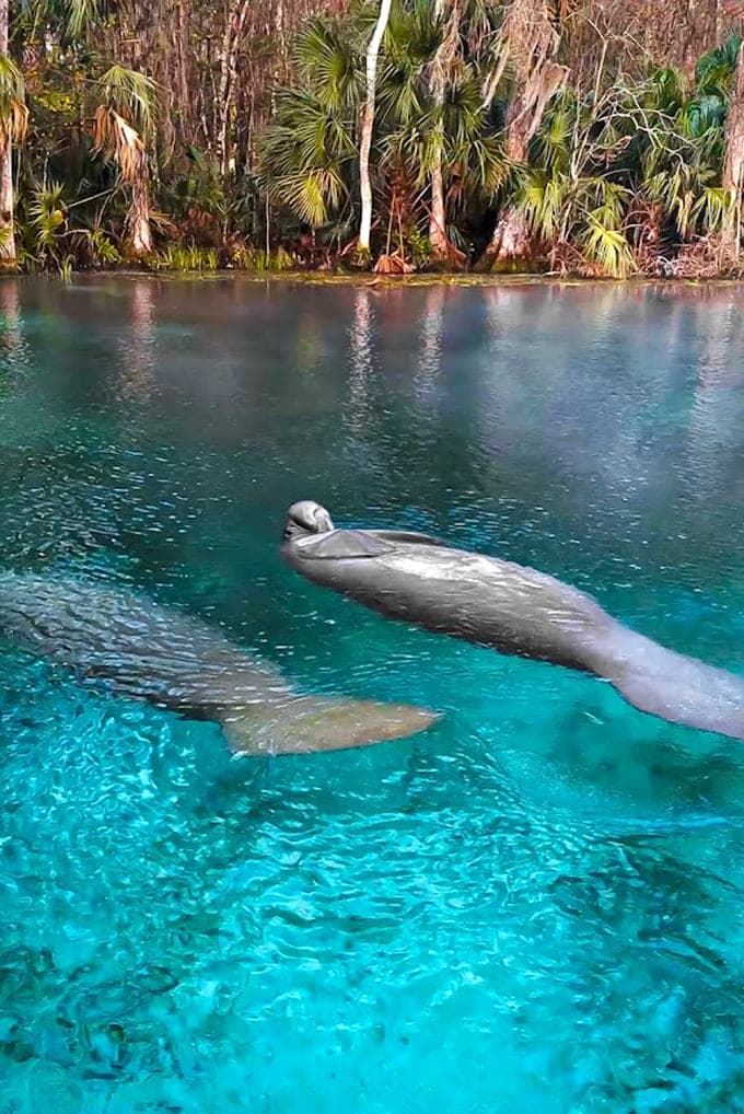 A curious manatee glides through the transparent water, reminding visitors why Florida's springs are so magical.