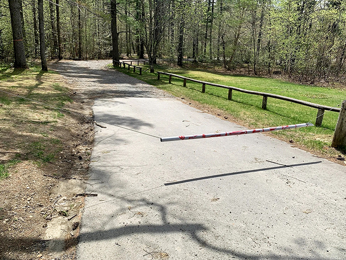 Morning light filters through trees along Phillips' riverside path, creating dappled shadows perfect for imaginative games of "don't step on the sunny spots."