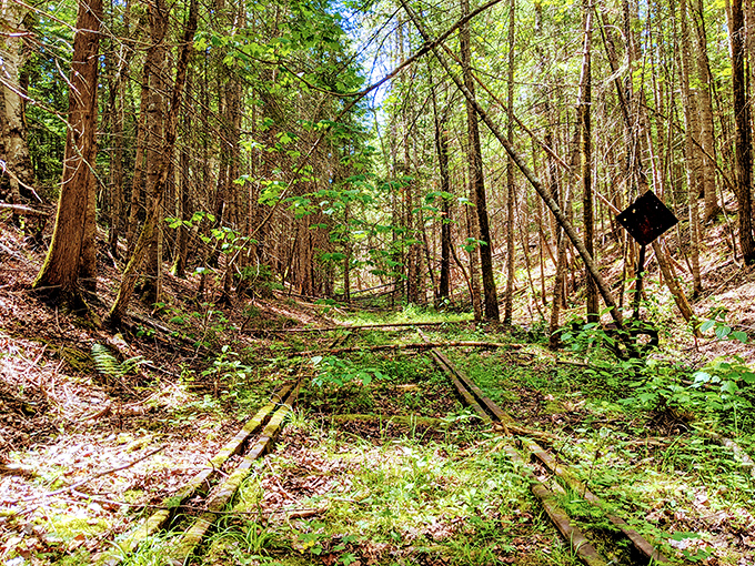 Nature reclaims what was once hers, as forest trails gradually erase the human footprint of bygone logging days.