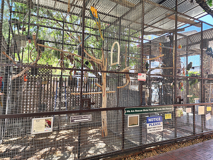 The aviary section houses rescued tropical birds in spacious enclosures, part of The Perch's commitment to giving these creatures a second chance.