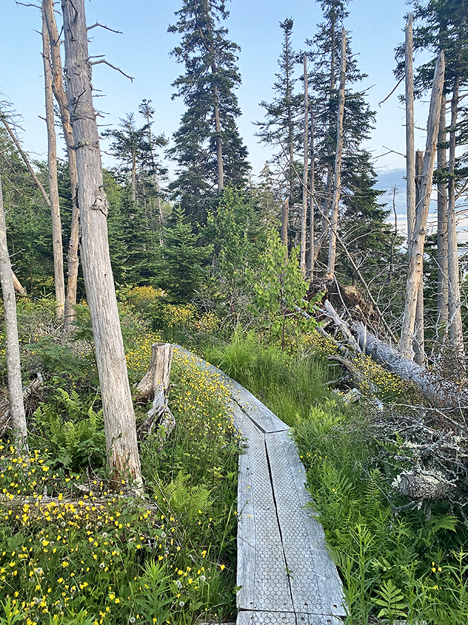 A boardwalk trail threads through vibrant wetlands, keeping your feet dry while letting nature do its soggy thing undisturbed.