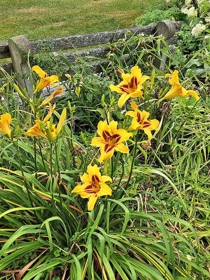 Golden daylilies with their dramatic burgundy centers &ndash; like nature decided to paint the sunset at ground level just for passing garden visitors.