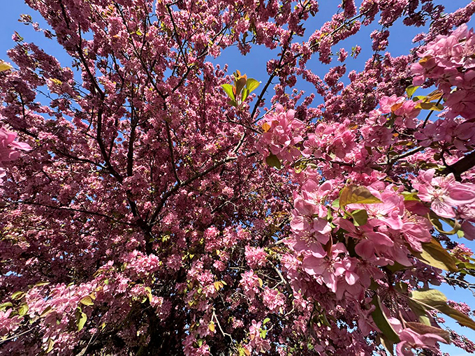 Spring cherry blossoms transform ordinary streets into pink-canopied wonderlands worth every Minnesota winter you survived to see them.