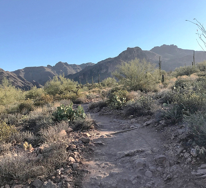 The trail winds through classic Sonoran Desert terrain, where every turn reveals another postcard-worthy vista.