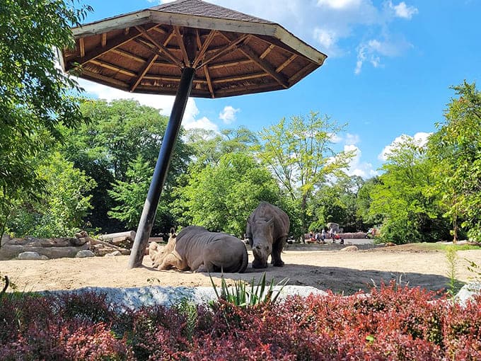 Rhinoceroses rest under their shelter, looking like prehistoric tanks taking a coffee break before their next patrol of the African Grasslands exhibit.