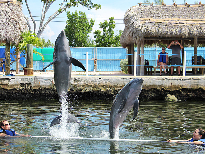 Dolphins leap with pure joy at Theater of the Sea, proving some performers need no script to create magic.