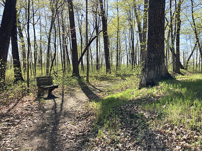 A solitary bench invites contemplation among towering sentinels of the forest. Sometimes the best historical insights come when you simply sit and listen to what the land tells you.