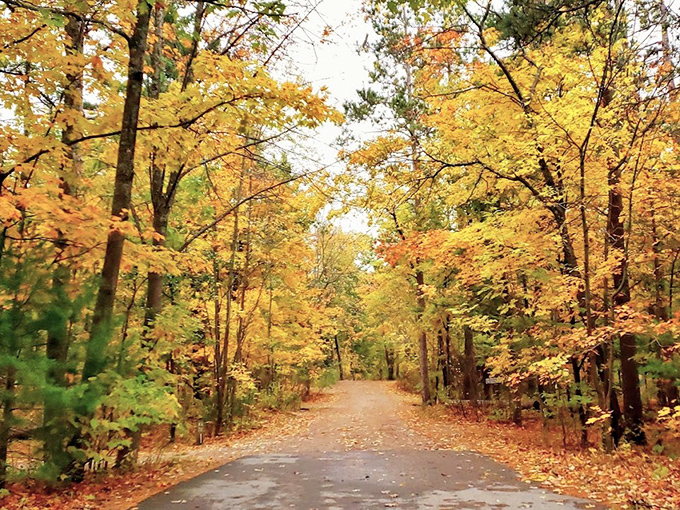 Fall transforms the park's winding roads into tunnels of gold and amber, creating a magical driving experience through nature's own art gallery.