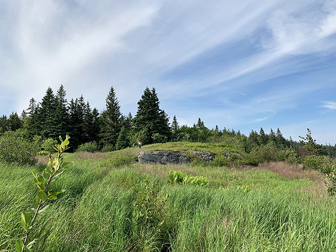 Highland meadow moment: Sunlight bathes this coastal clearing, where wildflowers dance in Atlantic breezes and hiking troubles melt away.