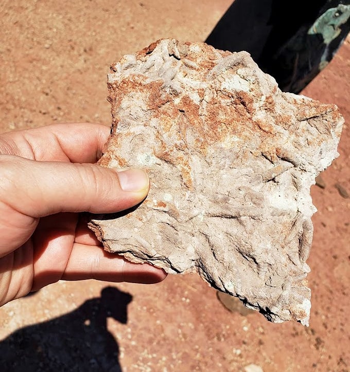 A visitor examines a rock formation, searching for traces of Earth's prehistoric inhabitants.