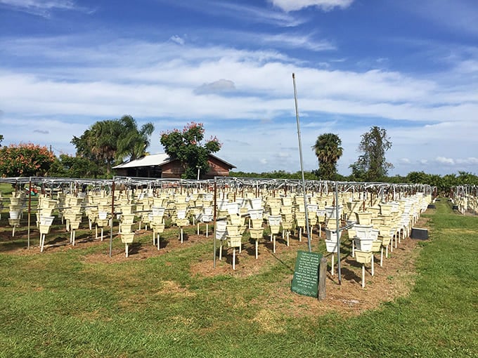 Henscratch Farms proves that caladiums come in more colors than your average box of crayons, and they're way prettier too.